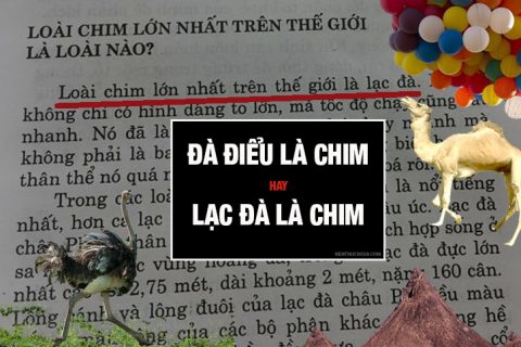 Đà điểu là chim hay lạc đà là chim? - DA ĐÀ ĐIỂU LÊ LAN